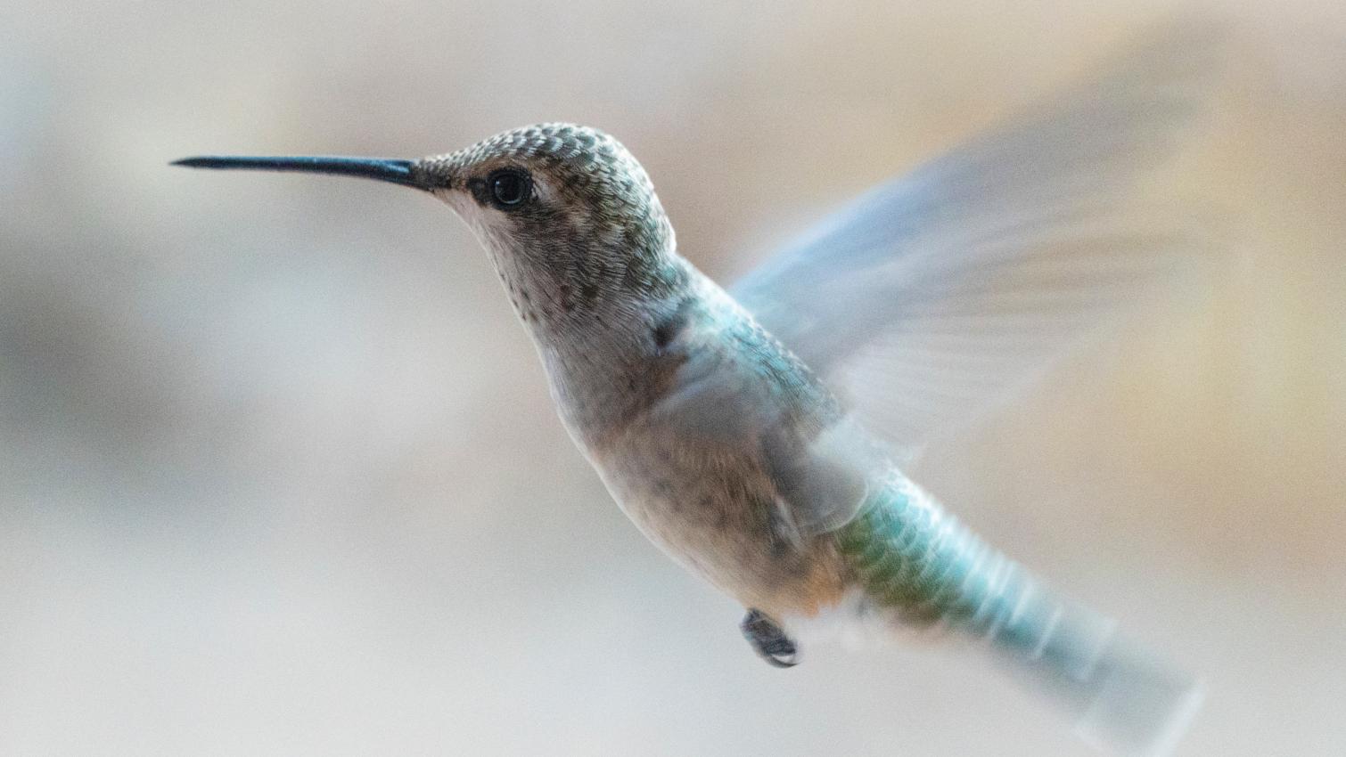 HumMingBird: Enhanced Migration Measures from a